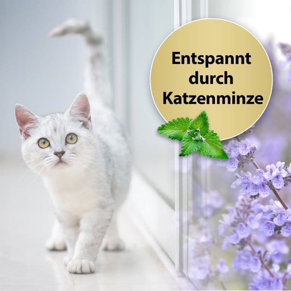 Felisept Home Comfort Raumdiffuser Set für Katzen 45ml