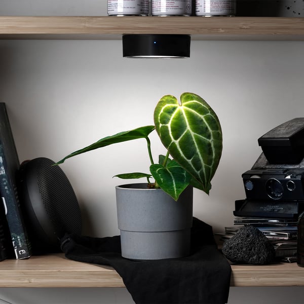 ONF Mist-O LED günstig kaufen bei ZooRoyal