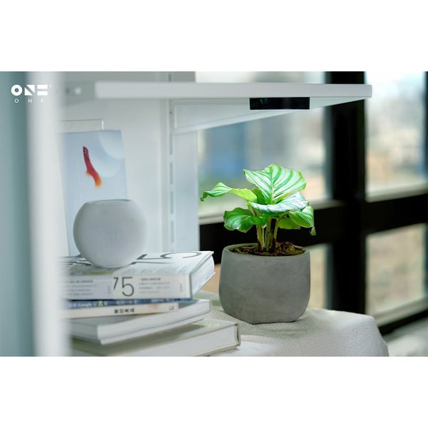 ONF Mist-O LED günstig kaufen bei ZooRoyal