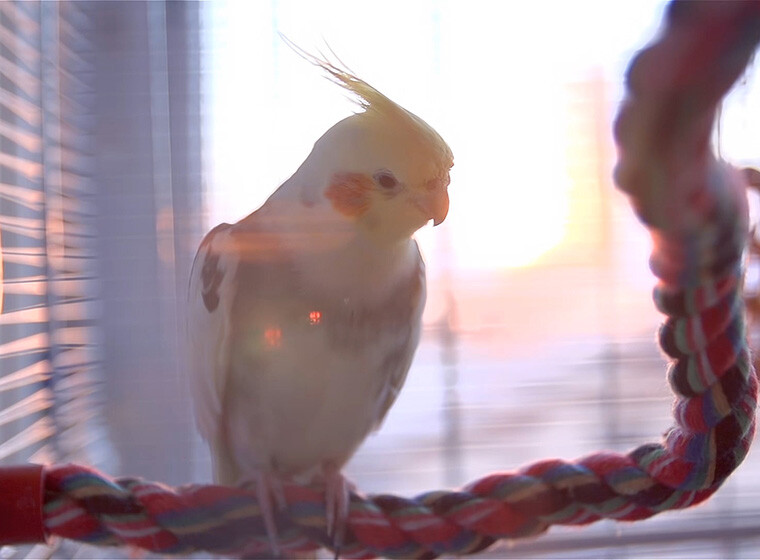 Der Nymphensittich im Portrait | ZooRoyal Ratgeber