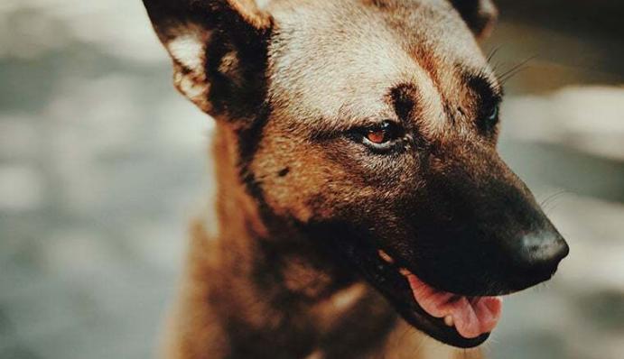 Kampfhunde: welche Rassen stehen auf der Liste?