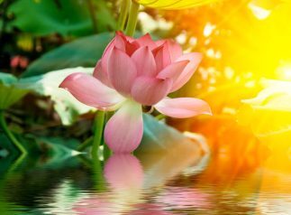 Teichpflege im Frühjahr: Fit in die Teichsaison | Infos & Tipps