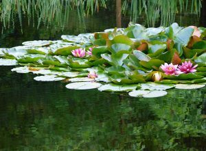 10 Fakten über Gartenteiche