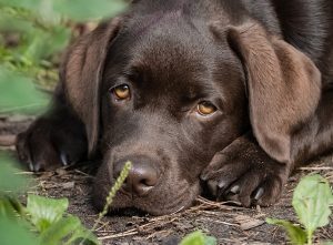 Labrador Retriever Rasseportrait im Hunde Magazin | ZooRoyal Magazin