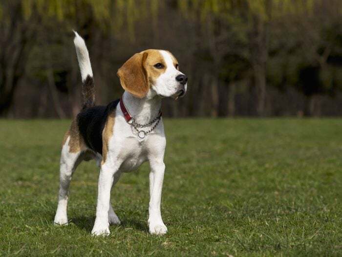 Beagle - Charakter, Größe & Erziehung | Steckbrief