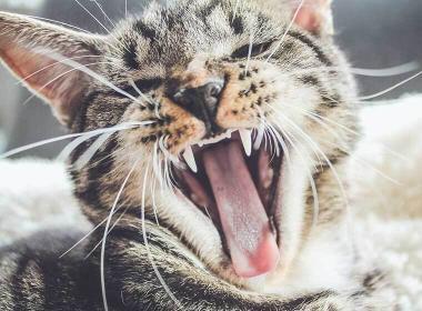 Katzennamen: die 10 beliebtesten Namen | ZooRoyal Magazin