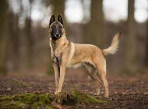 Malinois - Charakter, Größe & Erziehung | Steckbrief