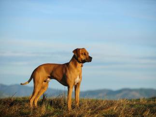 Rhodesian Ridgeback - Charakter & Erziehung | Steckbrief