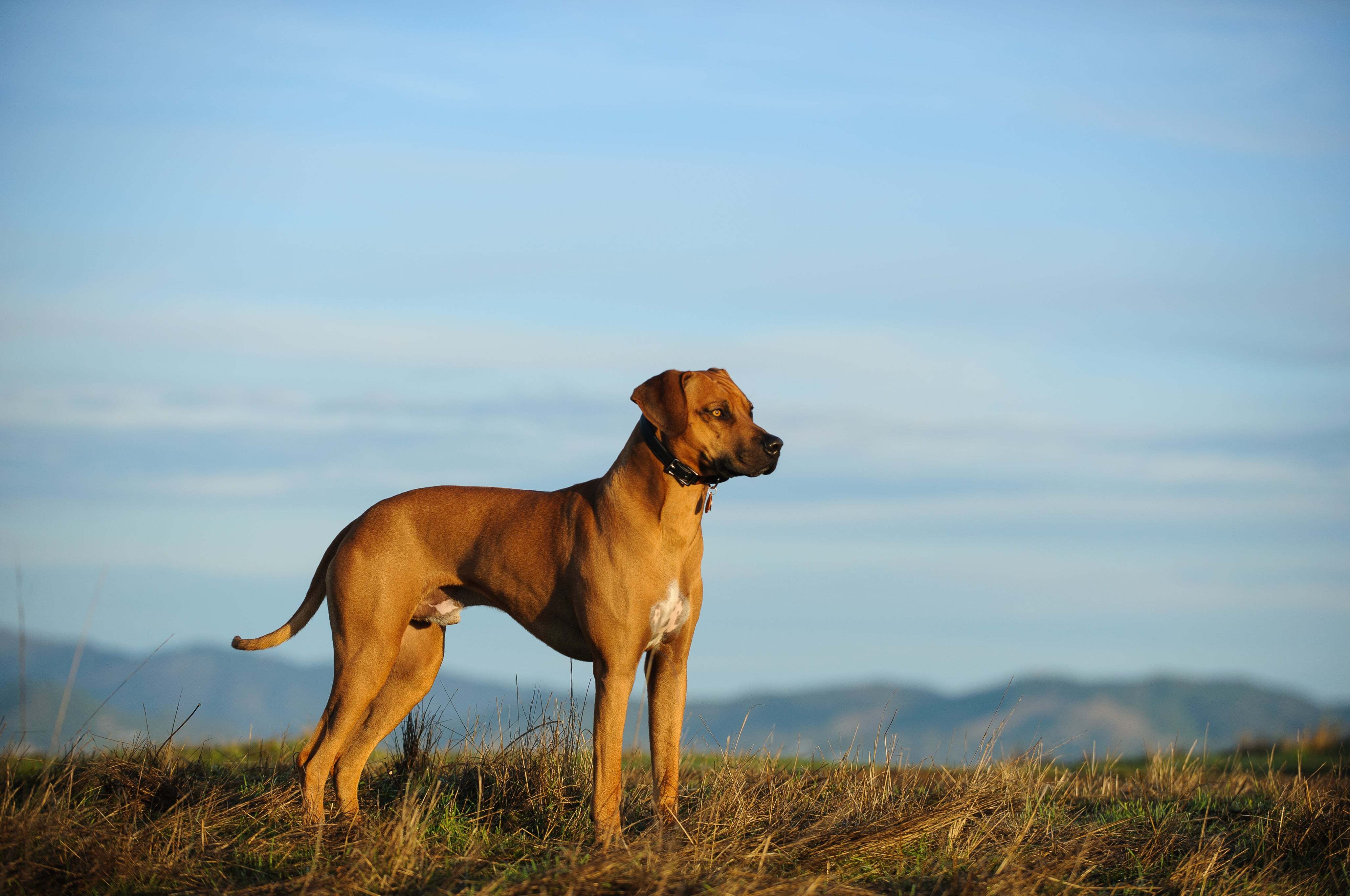 Rhodesian Ridgeback - Charakter & Erziehung | Steckbrief