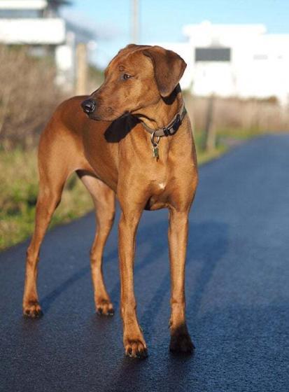 Rhodesian Ridgeback - Charakter & Erziehung | Steckbrief