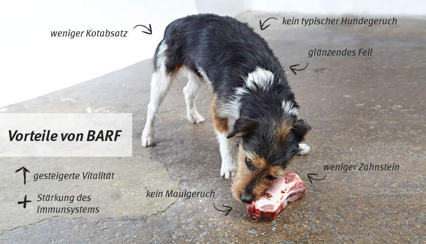 Was ist BARF? Alles über Rohfütterung von Hunden | ZooRoyal Magazin