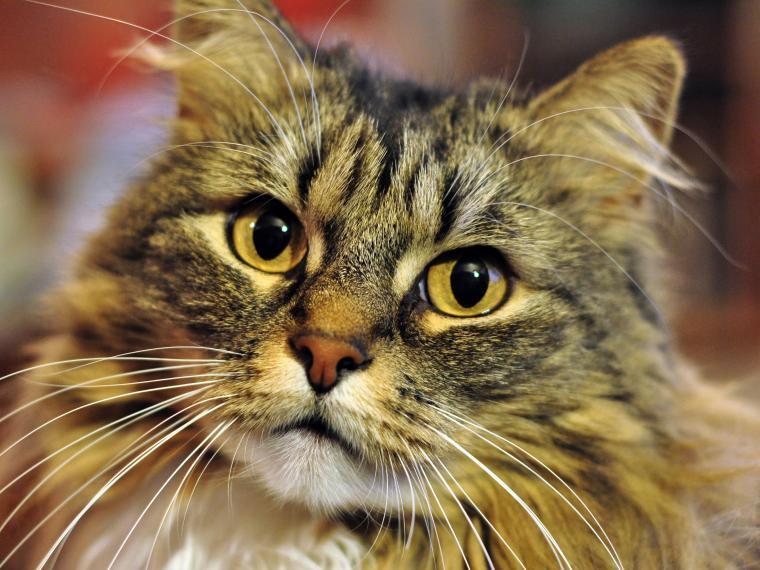 Norwegische Waldkatze im Rasseportrait | ZooRoyal Magazin