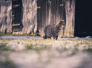 Hauskatze - Charakter, Größe & Erziehung | Steckbrief