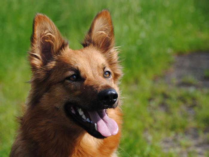 Harzer Fuchs - Charakter, Größe & Erziehung | Steckbrief