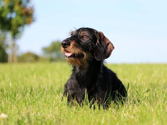 Rauhaardackel - Charakter, Größe & Erziehung | Steckbrief