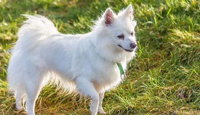 Japan-Spitz - Charakter, Größe & Erziehung | Steckbrief