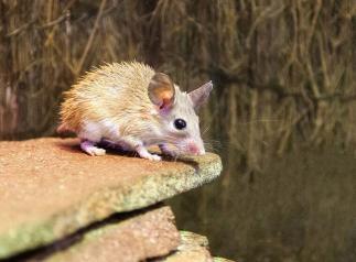 Eine Maus artgerecht als Haustier halten | ZooRoyal Magazin