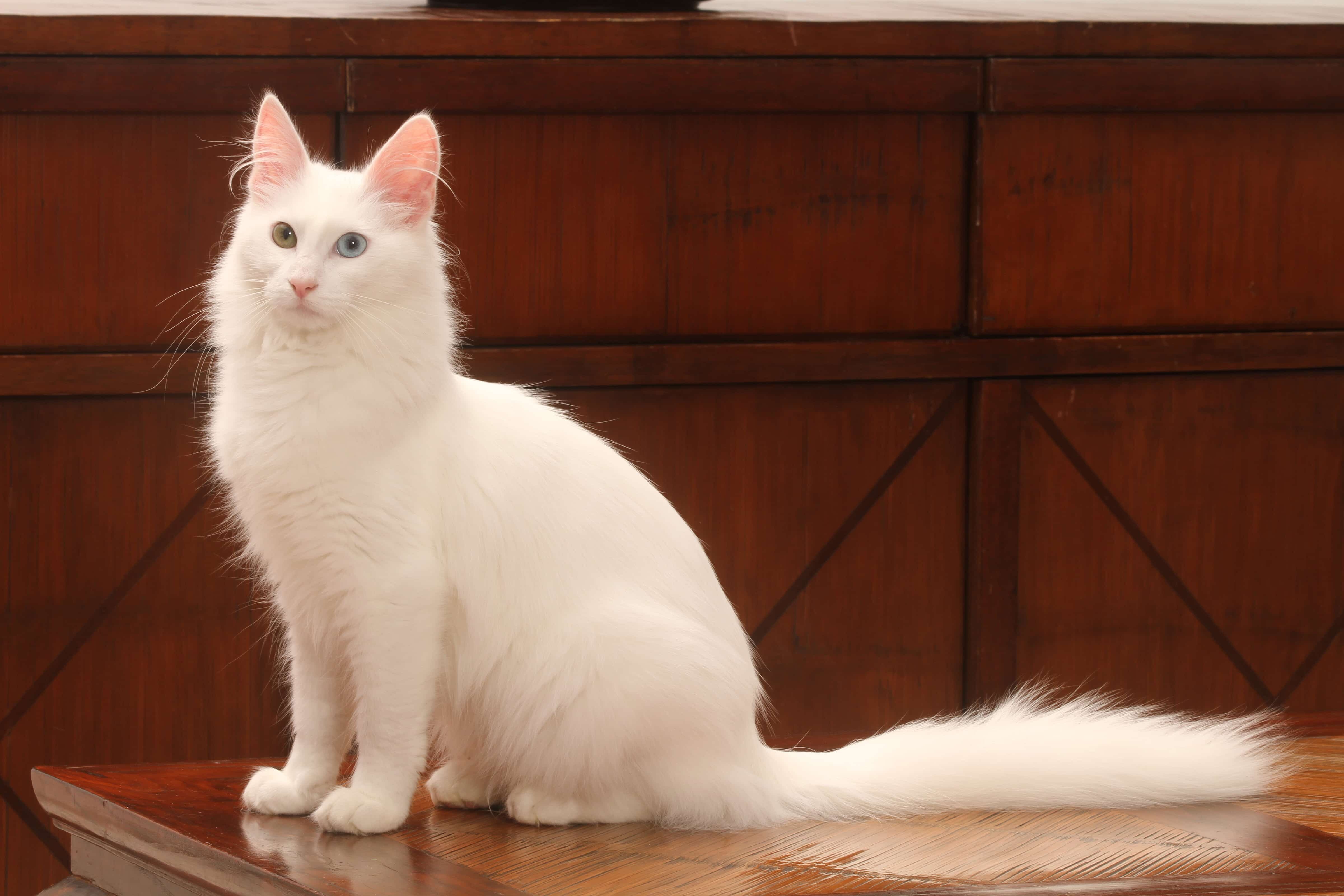 T rkisch Angora Katze Im Rasseportrait ZooRoyal Magazin