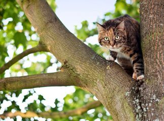 Wurmkur bei der Katze: so funktioniert es | ZooRoyal Magazin