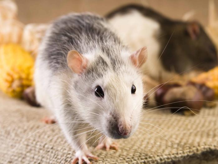 Ratten: Artgerechte Haltung und Pflege | ZooRoyal Magazin