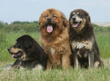 Do Khyi - Charakter, Größe & Erziehung | Steckbrief