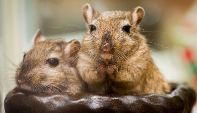 Mäuse als Haustiere - Arten, Haltung & Pflege | Infos & Tipps