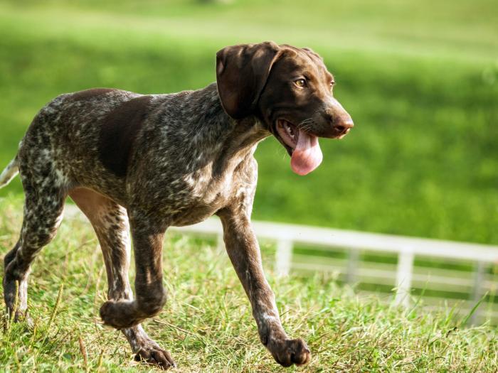 English Pointer im Rasseportrait - Wissenswertes über den Jagdhund