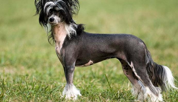 Mini Hunderassen - Rassen & ihre Unterschiede | ZooRoyal Magazin