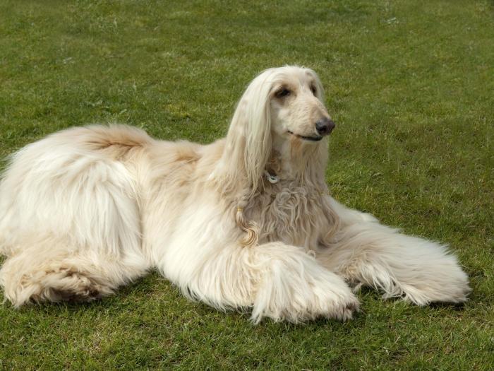 Afghanischer Windhund - Charakter & Erziehung | Steckbrief