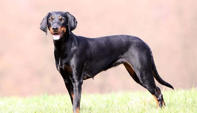 Tiroler Bracke - Charakter, Größe & Erziehung | Steckbrief