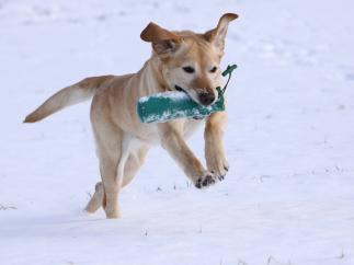 Dummytraining: Konzentration und Kondition | ZooRoyal Magazin