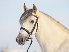 Andalusier im Rasseportrait | ZooRoyal Magazin