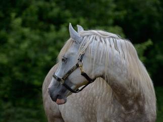 Berber im Rasseportrait | ZooRoyal Magazin