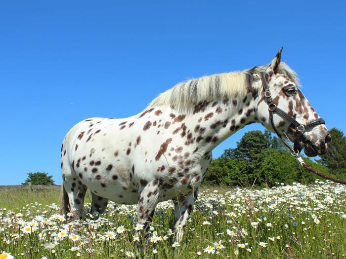 Knabstrupper im Rasseportrait | ZooRoyal Magazin