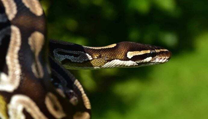 Tigerpython - Pflege, Haltung & Lebensraum | Steckbrief