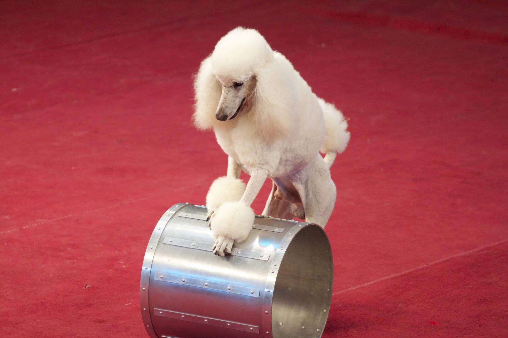 Zirkushund: mehr als nur ein Showhund | ZooRoyal Magazin