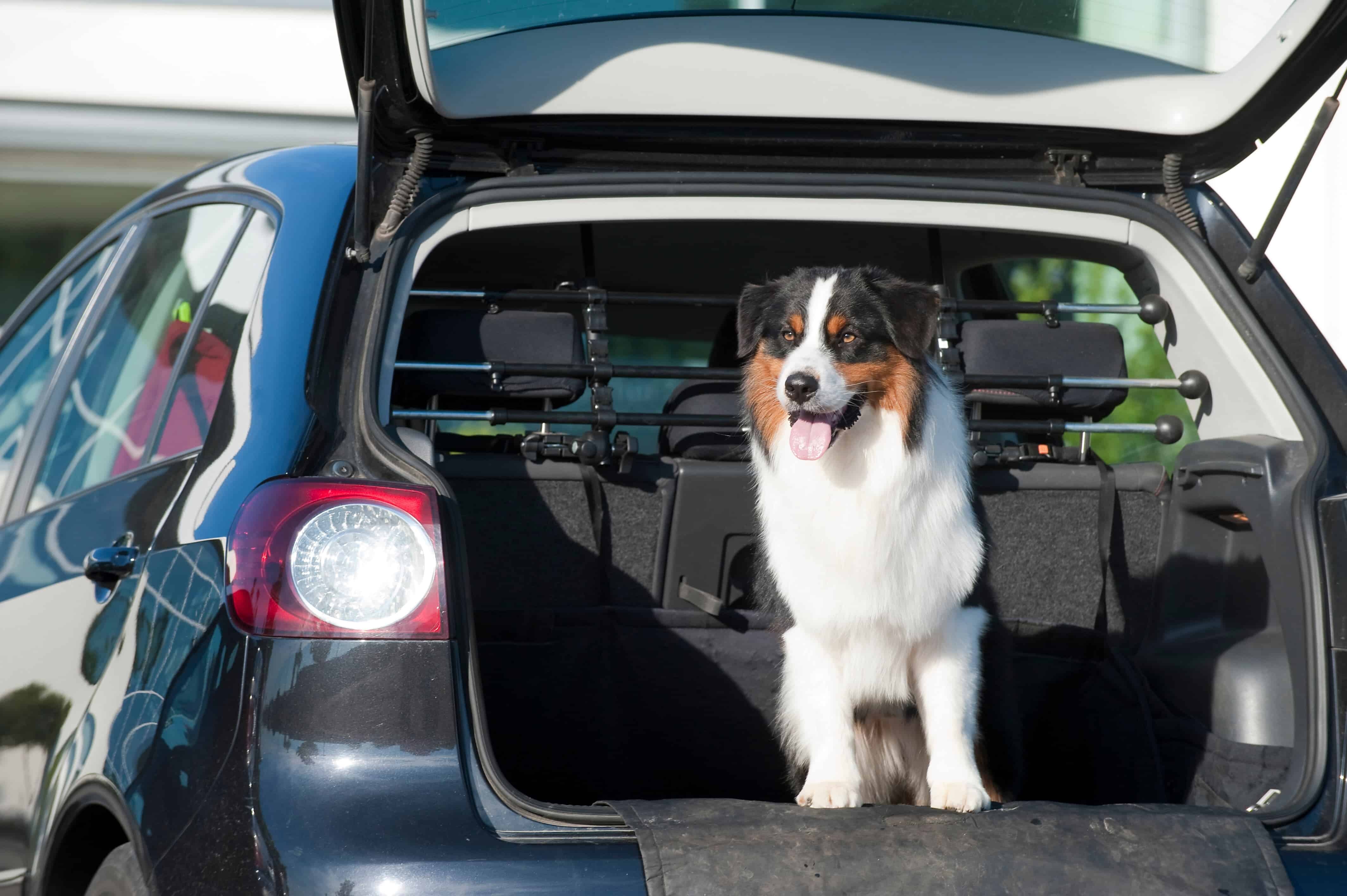 Autofahrt mit Hund - die richtige Ausstattung im Auto