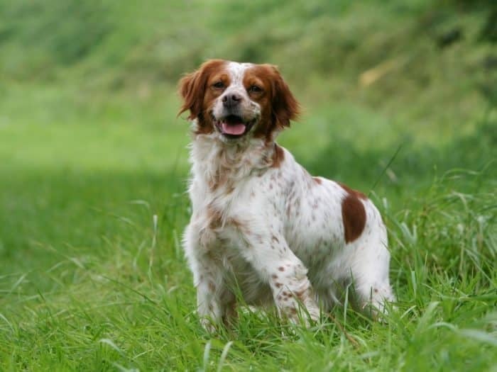 Épagneul Breton - Charakter, Größe & Erziehung | Steckbrief