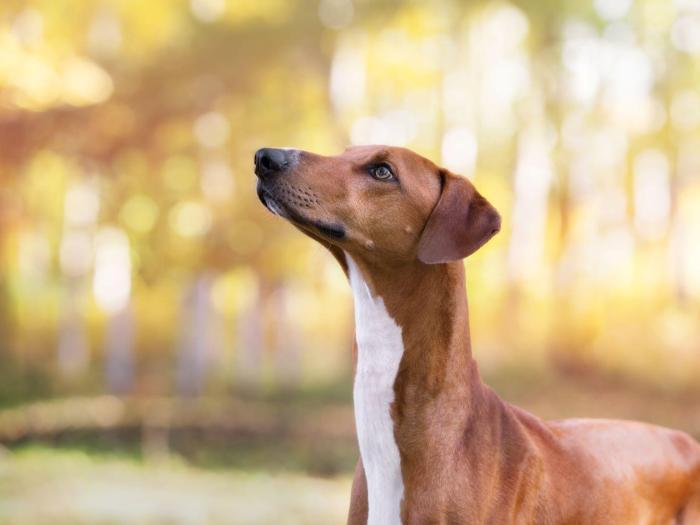 Azawakh - Charakter, Größe & Erziehung | Steckbrief