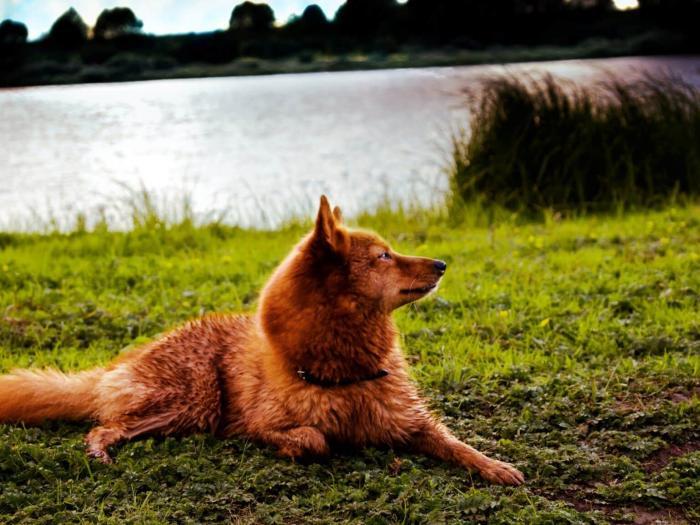 Finnischer Spitz - Charakter, Größe & Erziehung | Steckbrief