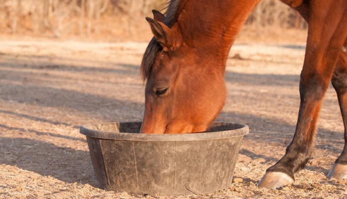 Pferdefütterung im Winter: Ernährungstipps | ZooRoyal Magazin