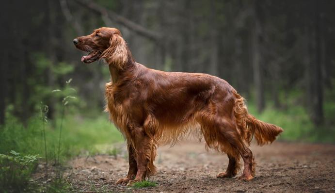 Jagdhunde Hunderassen & ihre Unterschiede | ZooRoyal Magazin