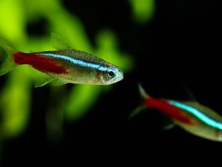 Neonsalmler - Aussehen, Haltung & Ernährung | Steckbrief