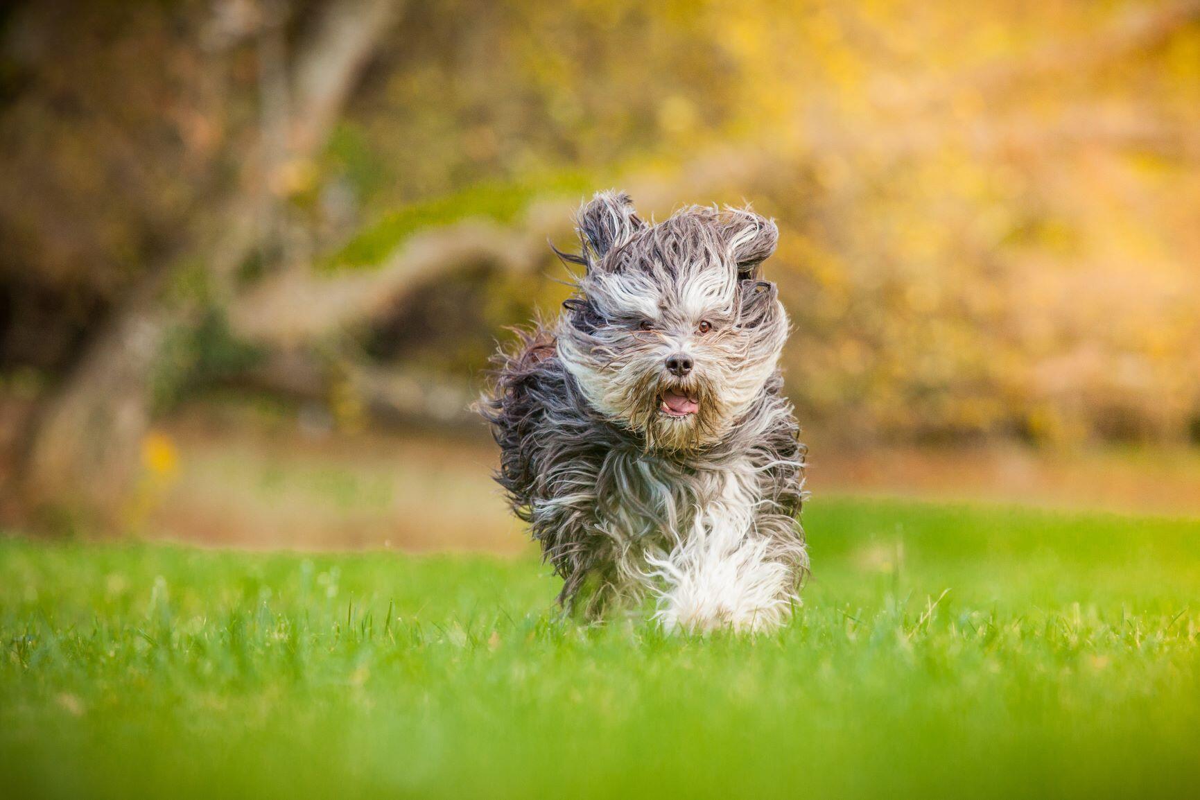 Katalanischer Schäferhund - Charakter, Größe & Erziehung | Steckbrief