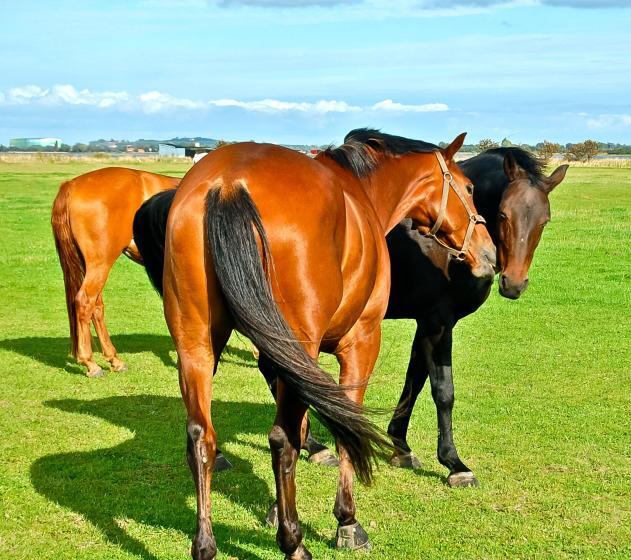Dänisches Warmblut im Rasseportrait | ZooRoyal Magazin