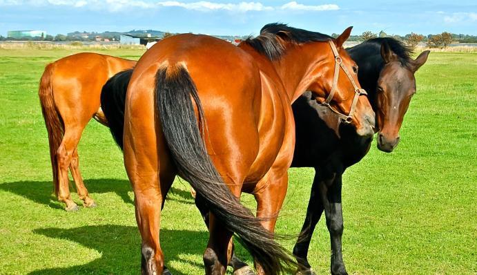 Bayerisches Warmblut - Charakter & Erziehung | Steckbrief