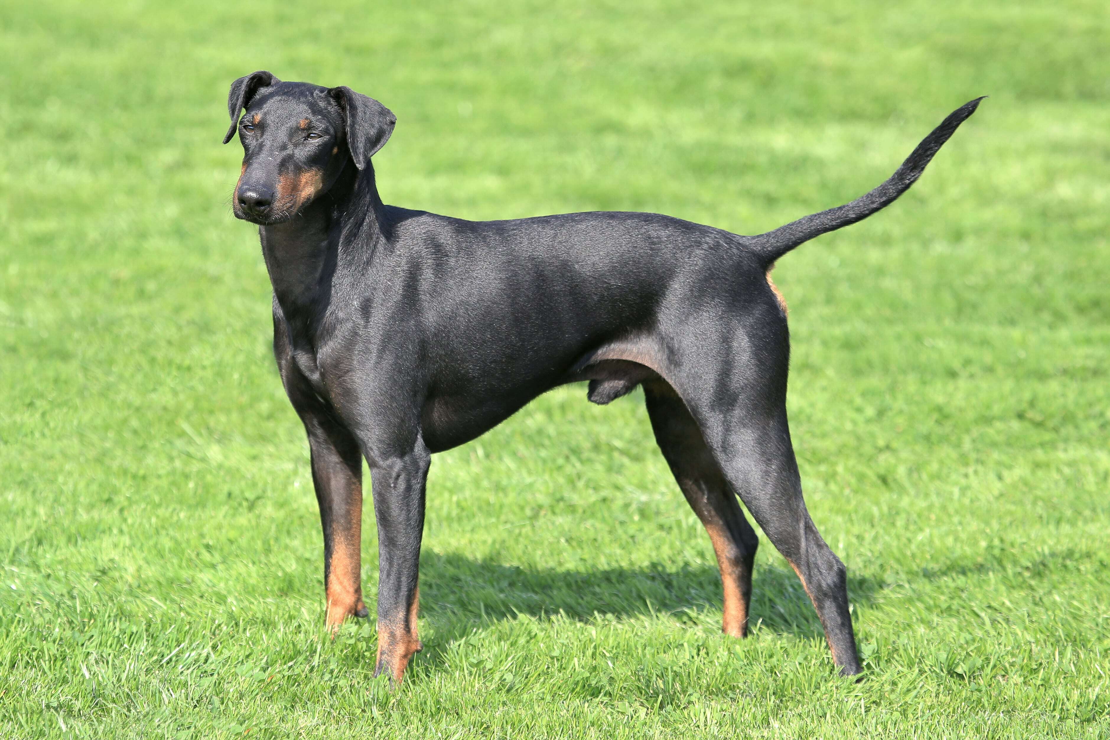 Manchester Terrier Charakter Gr e Erziehung Steckbrief