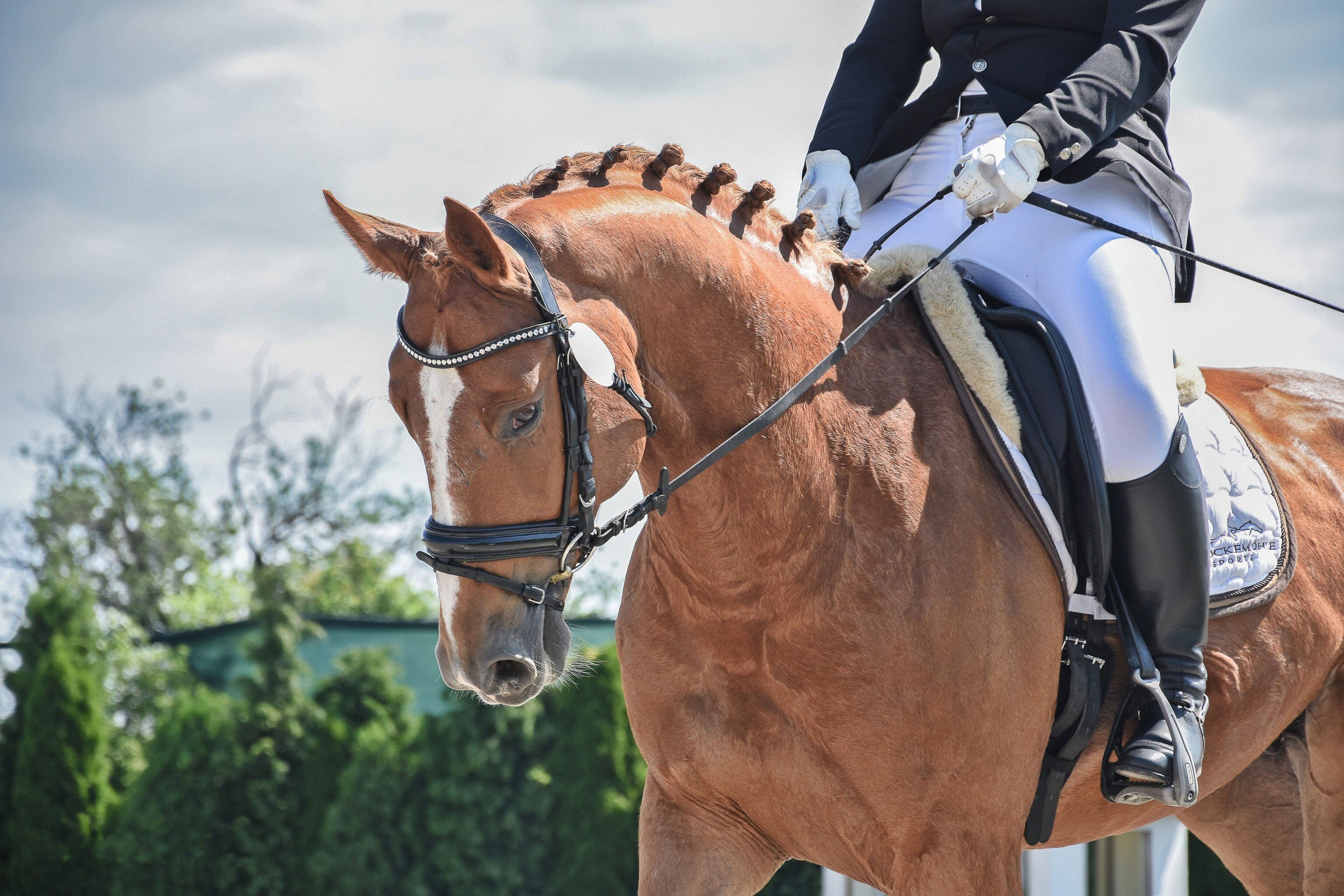 Deutsches Sportpferd im Rasseportrait | ZooRoyal Magazin