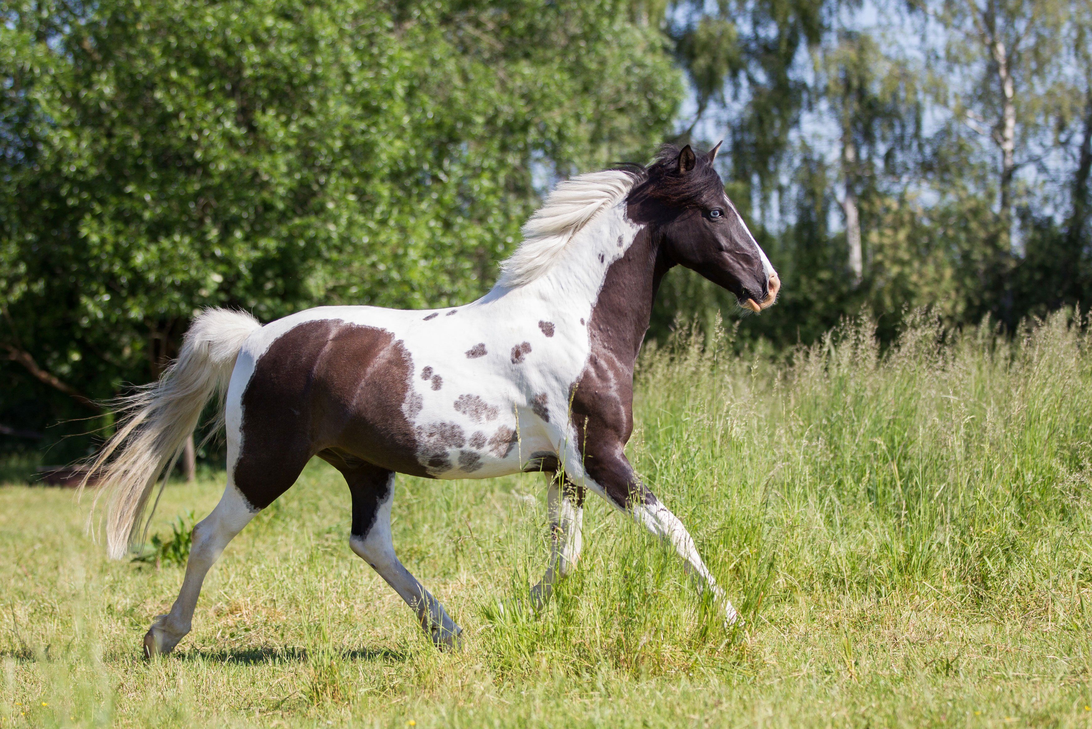 Lewitzer Pony im Rasseportrait | ZooRoyal Magazin