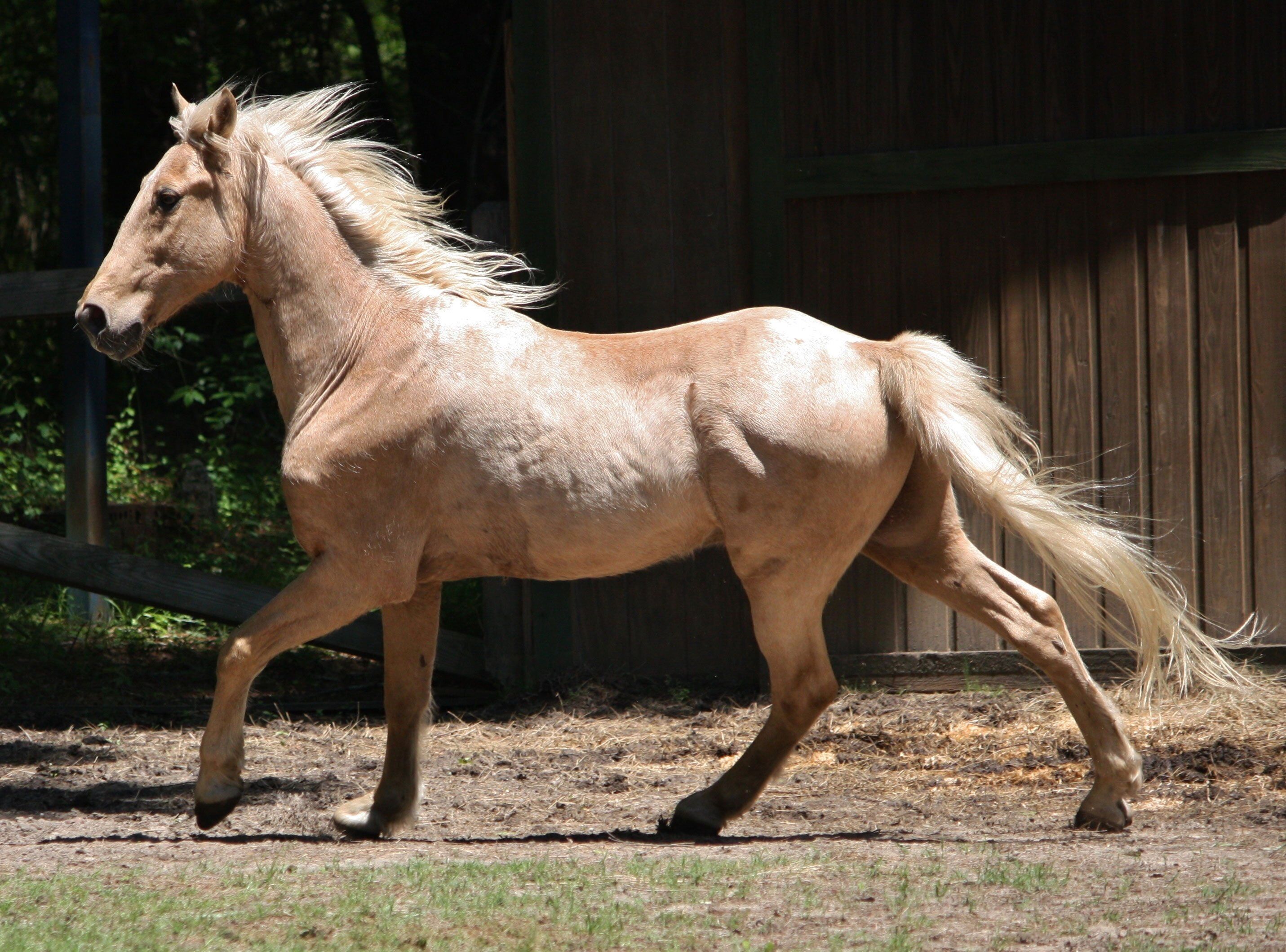 Tennessee Walker